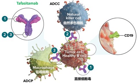 记住所有fda生物药 Tafasitamab靶向cd19 弥漫性大b细胞淋巴瘤 肖恩记药