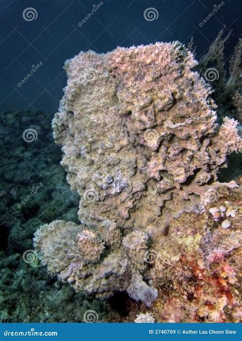 Marine Sponges Picture Image 2740709
