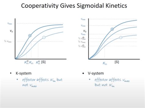 Week 4 Regulation Of Enzyme Activity Flashcards Quizlet