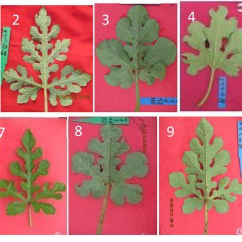 Fruit Flesh Colour In C Lanatus C Mucosospermus C Amarus And C