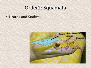 Classification Of Reptilia Ppt