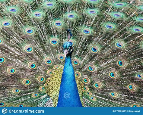 A Peacock Displaying Its Feathers Stock Image Image Of Tail Bright