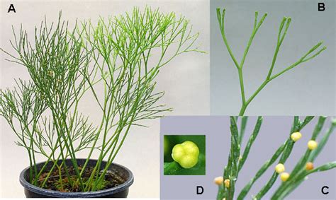 Psilotum ~ Detailed Information Photos Videos