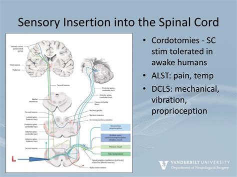 Ppt Advancements In Brain And Spinal Cord Machine Interfaces For Motor And Sensory Restoration