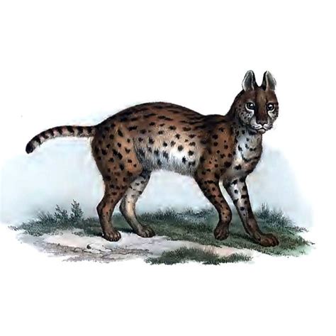 Leopardus Pardalis Biomes