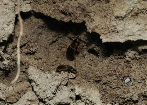 Chlaenius Inops From 日本、〒360 0016 埼玉県熊谷市熊谷 On January 11 2025 At 07 48