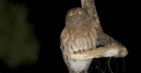 Tierra De Lechuzas Búhos Mochuelos Autillos Cárabos Ninox De