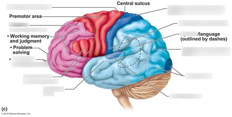 Cerebral Hemispheres Diagram