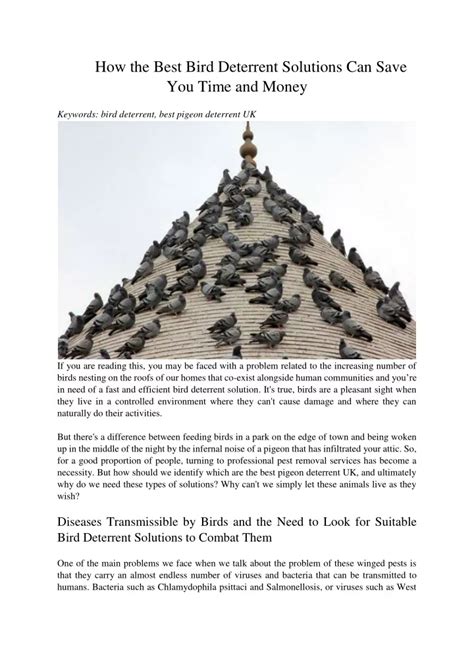 Ppt How The Best Bird Deterrent Solutions Can Save You Time And Money Powerpoint Presentation