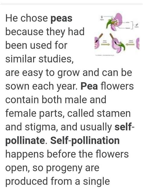 Cross Pollination Mendel
