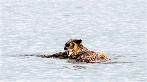 Peregrine Falcon Attacking Owl