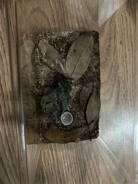 My First Scorpion Leiurus Heberti R Scorpions