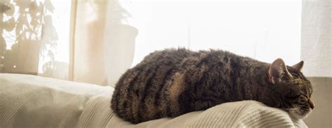 Older Cat Sleeping On Sofa