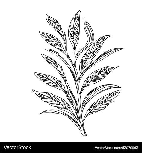 Scorpion Grasses Flower Plant Sketch Outline Vector Image