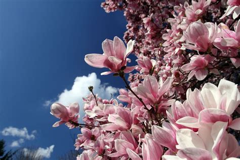12 Species Of Magnolia Trees And Shrubs