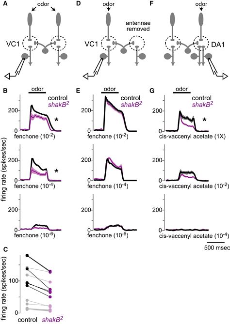 Electrical Coupling Between Olfactory Glomeruli Neuron