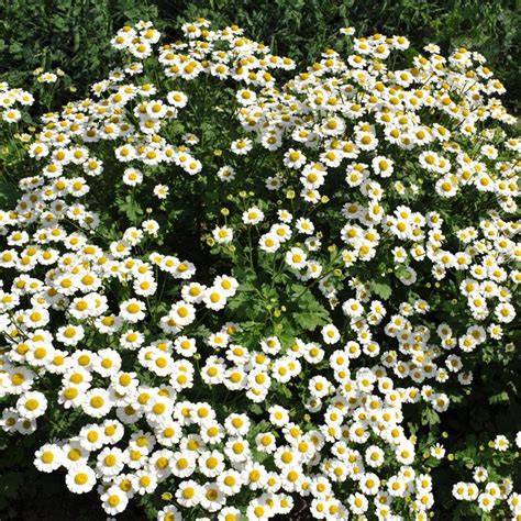 Feverfew Plant Tanacetum Parthenium In 2025 Feverfew Plant Planting Herbs Best Perennials