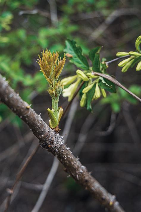 Ode To Namul Morning Calm