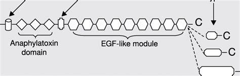 Fibulin 1 Fbln1 And Its Variants A D 2 Download Scientific Diagram