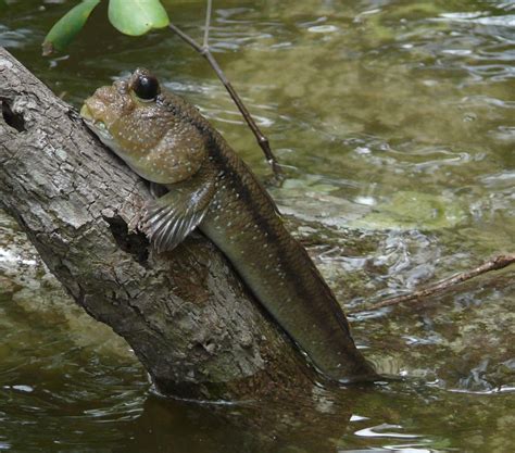Aquatic Science The Mudskipper
