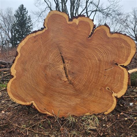 North Carolina Round Wood Slabs
