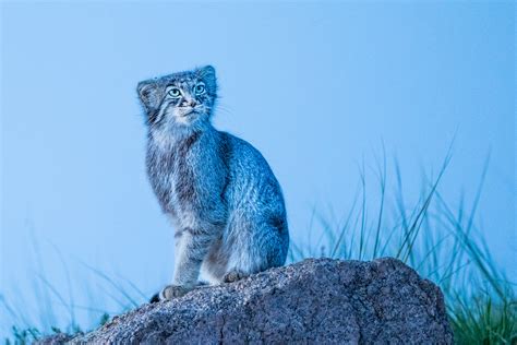 Manul Pallass Cat In Mongolia 2022 Trip Report Mammal Watching
