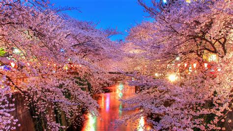 Sakura 4k Ultra Hd Wallpapers Top Free Sakura 4k Ultra Hd Backgrounds Wallpaperaccess