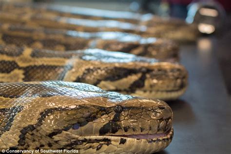 Forty Three Burmese Pythons Weighing A Combined Ton Captured In Florida