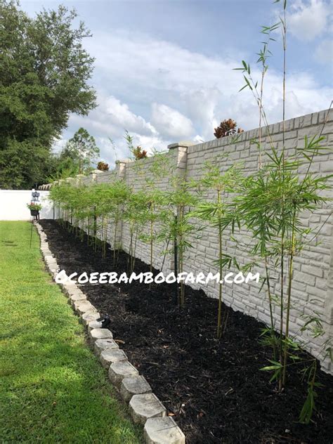 Clumping Bamboo Plants For Sale In Central Florida