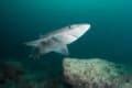 Spiny Dogfish Animal Facts Squalus Acanthias A Z Animals