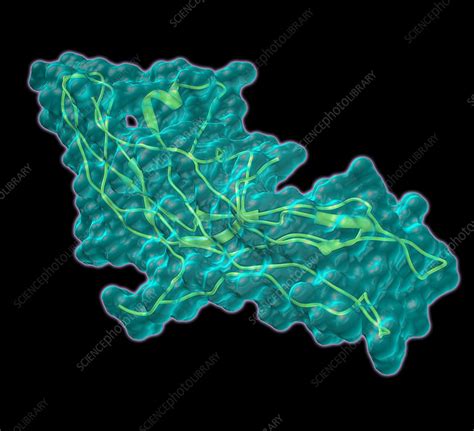 Human Chorionic Gonadotropin Stock Image F0315937 Science Photo Library