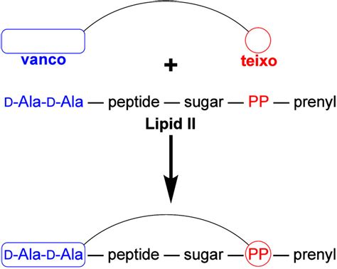 Vancomycinteixobactin Conjugates Pmc