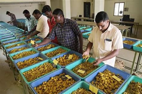 Unlocking The Potential Turmerics Resurgence In The Market Commodity Board Europe Gmbh