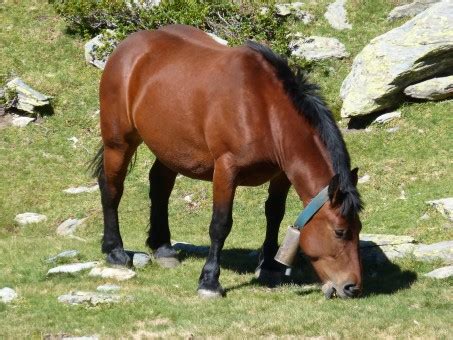 Free Images Nature Meadow Animal Wildlife Pasture Grazing Stallion Mane Vertebrate