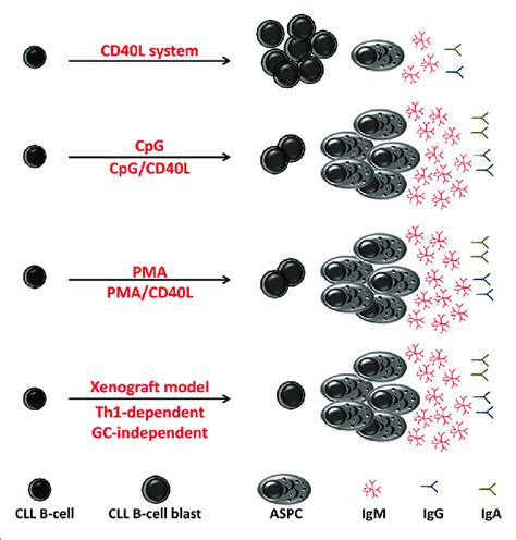 Chronic Leukemia Cells