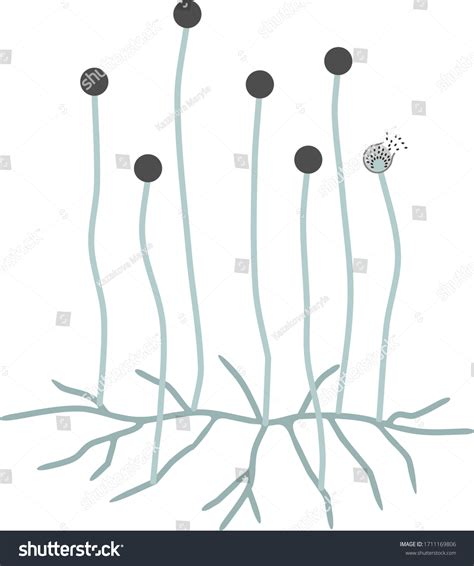 Structure Mucor Mycelium Sporangium Isolated On Stock Vector Royalty