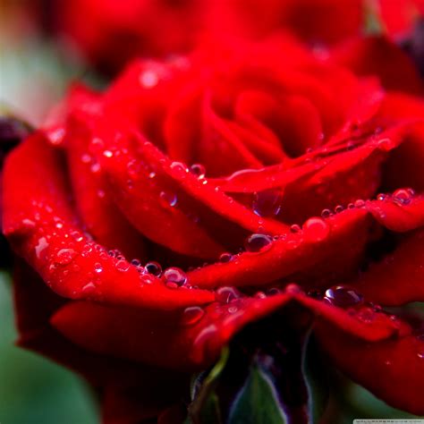 Red Rose 4k Uhd Wallpaper For Ultrahd Desktop And Tv Widescreen And