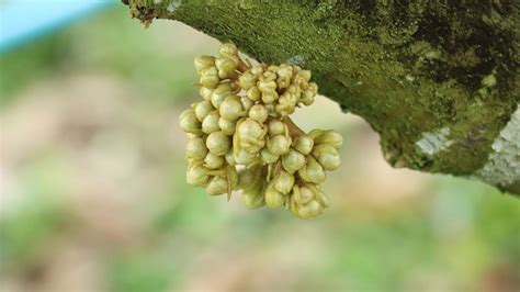 Cách Tạo Mầm Hoa Sầu Riêng Nhật Nông Group