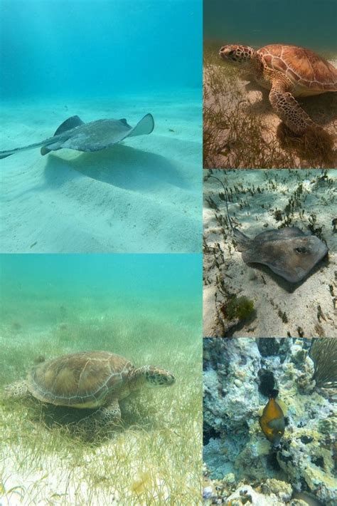 Faune Marine Faune Tortue Marine Tortue