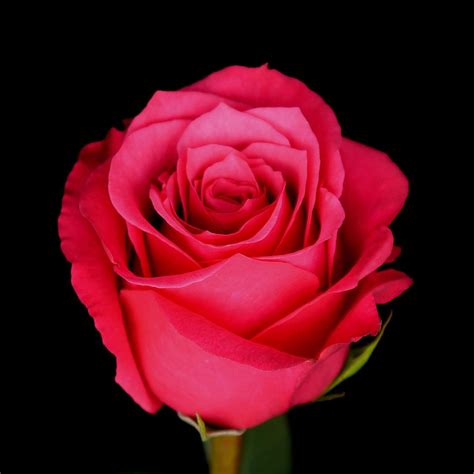 Hot Pink Rose Black Background