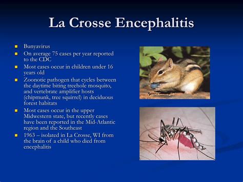 Ppt Viral Encephalitis Powerpoint Presentation Free Download Id