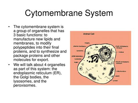 Ppt Cells Powerpoint Presentation Free Download Id342095