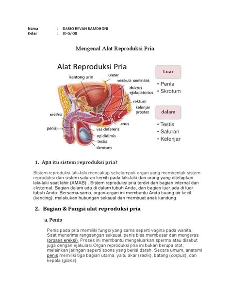 Alat Reproduksi Pria Pdf