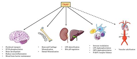 Phosphate Definition And Examples Biology Online Dictionary