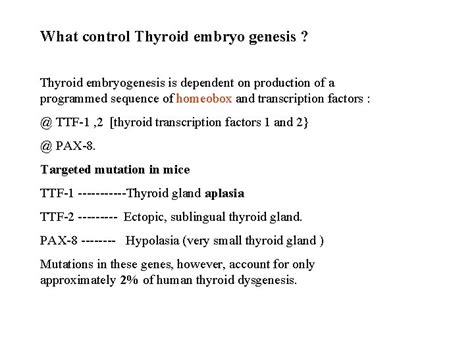Embryogenesis The Human Thyroid Gland Develops From A