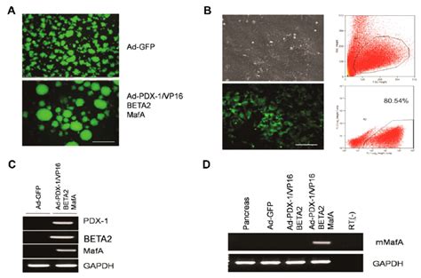 Ectopic Gene Expression In Primary Hepatocytes Hcs A Green Download Scientific Diagram