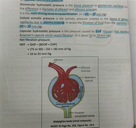 Glomerular Hydrostatic Pressure Is The Blood Pressure In Glomerular Capil