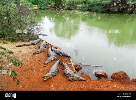 Le Crocodile Dafrique De Louest Le Crocodile Du Désert Ou Le