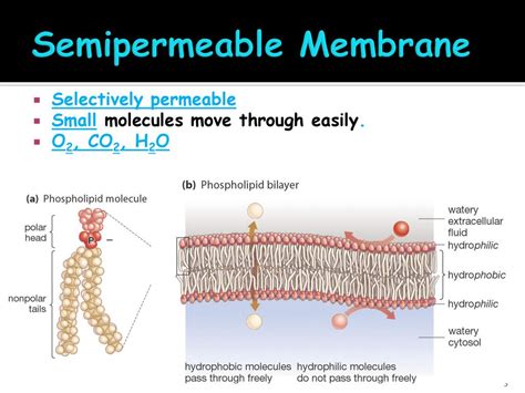 Homeostasis And Transport Ppt Download