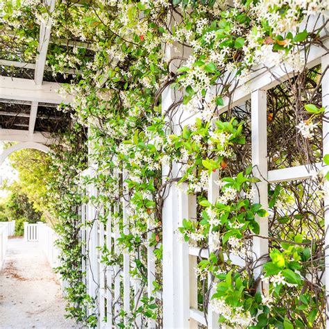 Jasmine Plant Climber